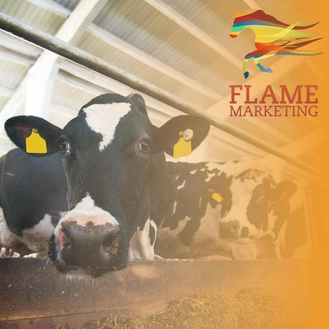 Farm Diversification | Dairy farmers diversify with fizzy kefir milk ...