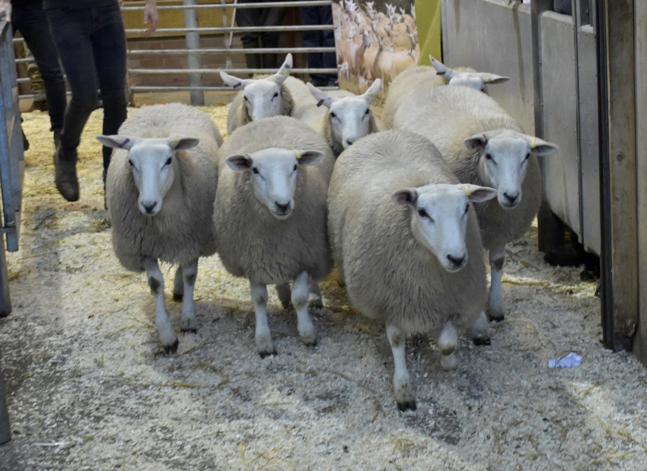 Me and my farm: Farm Marketing at Cowley Hill Farm