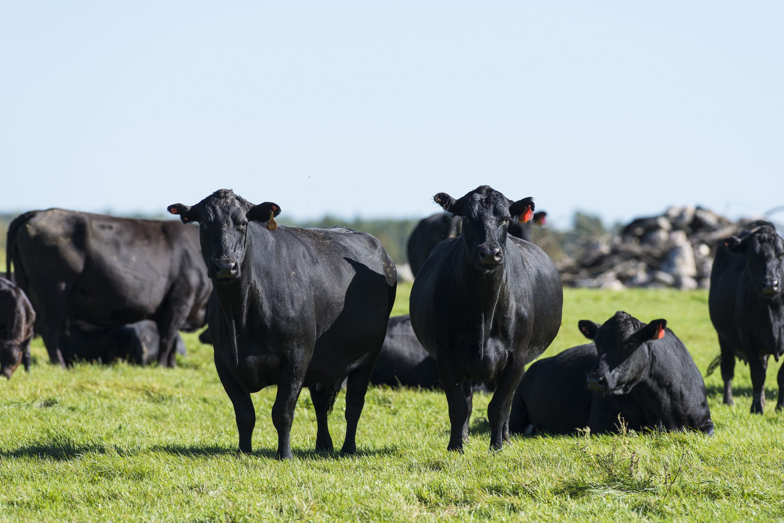27 summer blog ideas for your beef farm diversification